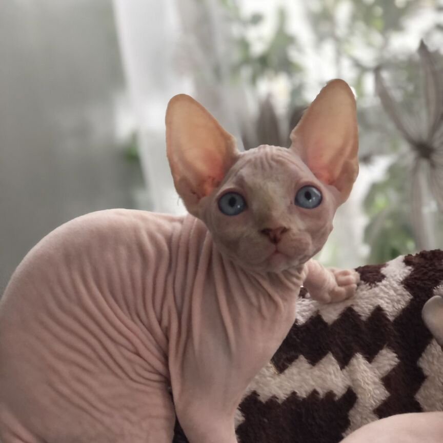 Канадский сфинкс котенок девочка