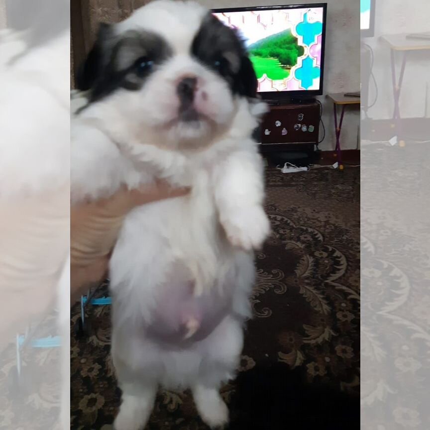 Щенки пекинеса