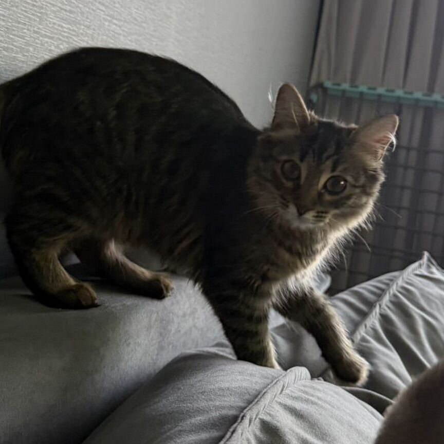 Котёнок в добрые руки