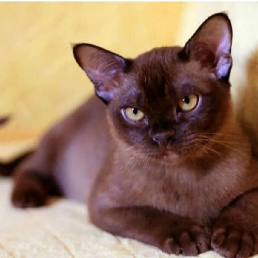 Бурманские котята