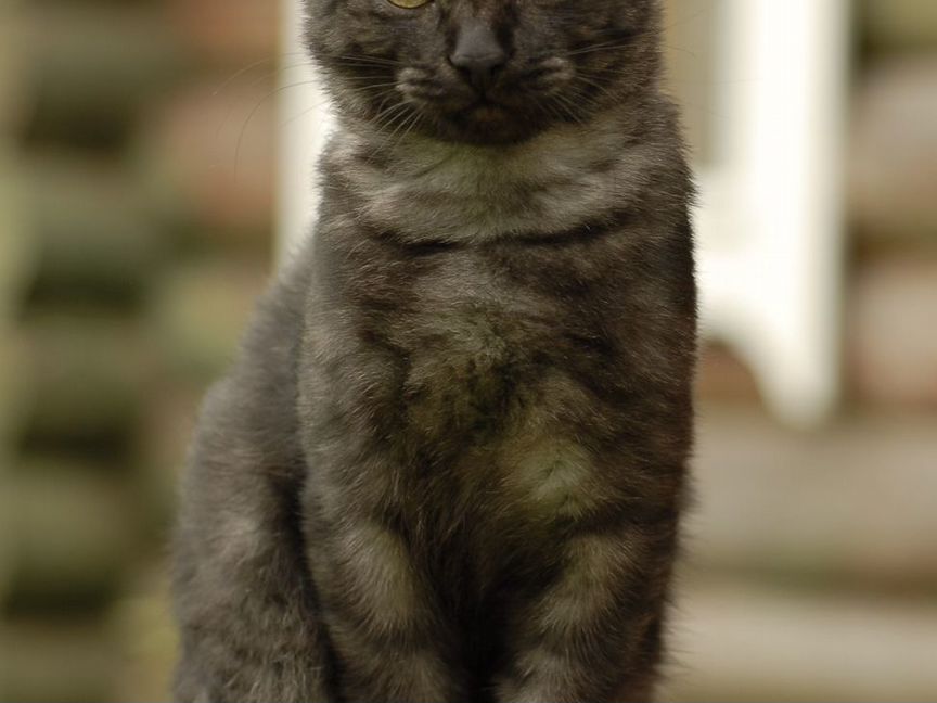 Кошечка black smoke 5 мес