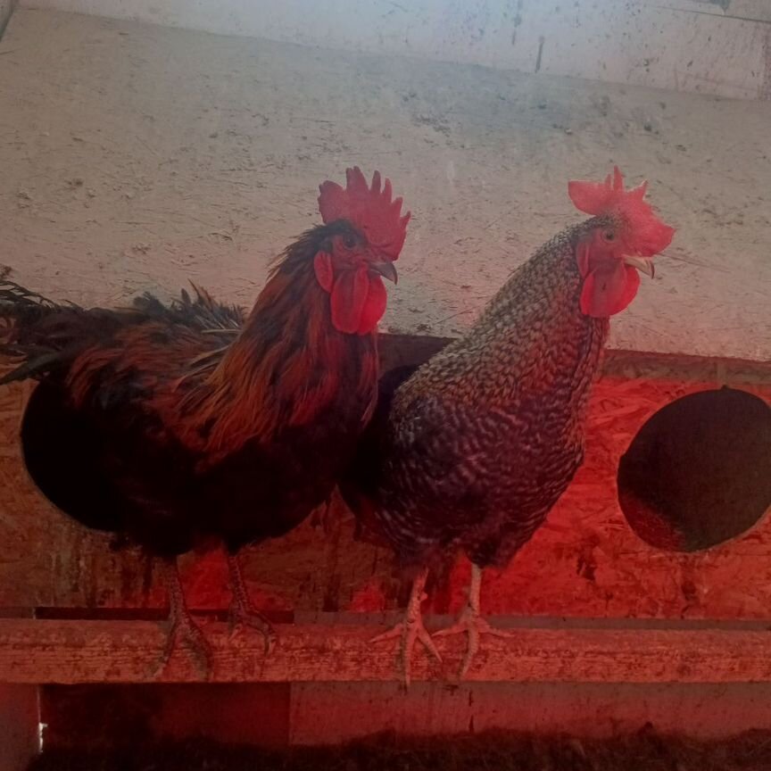 Молодые петухи