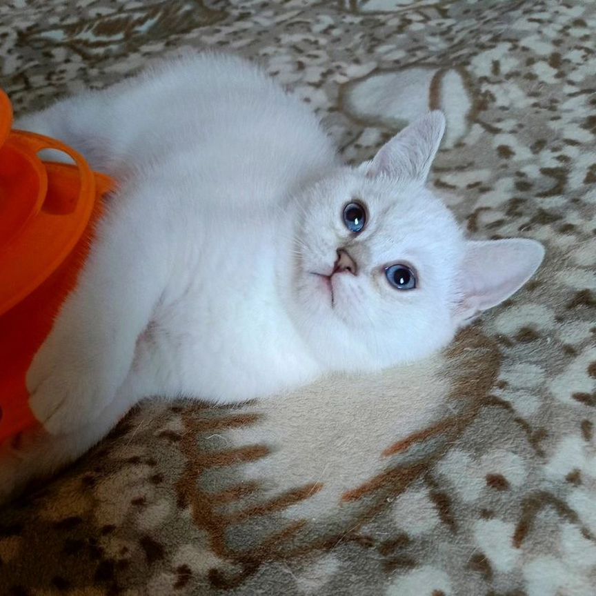 Голубоглазый котенок