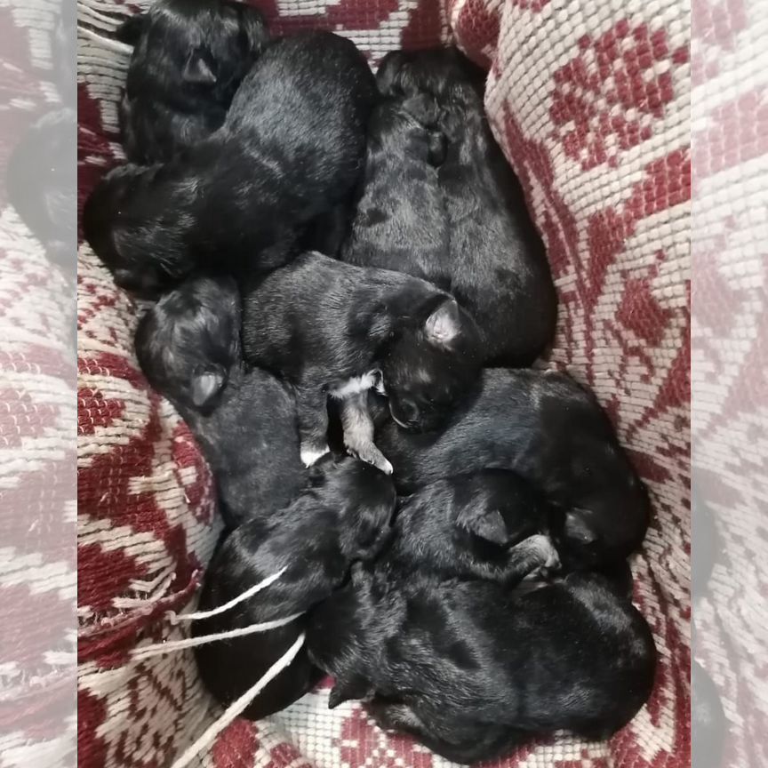 Ищем кормящую собаку