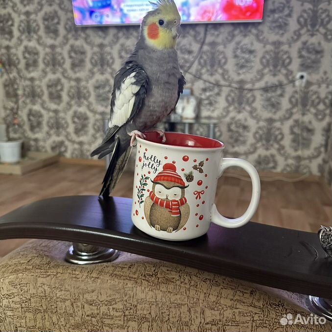 Попугай карелла самец