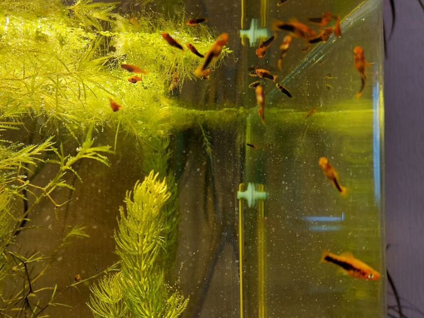 Меченосцы мальки кубинского и красного