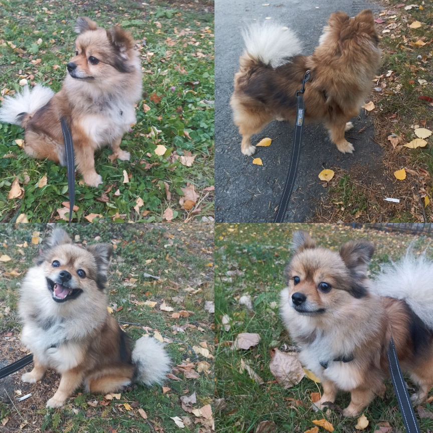 Померанский шпиц, щенок