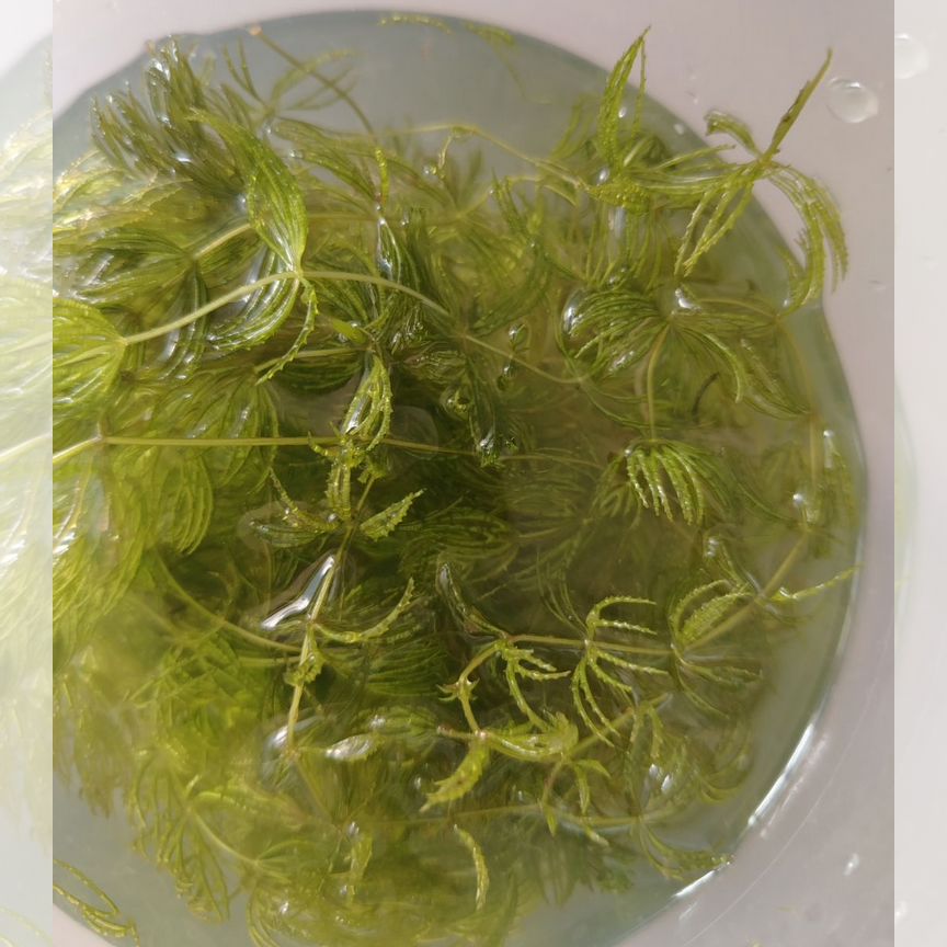 Зелень в аквариум