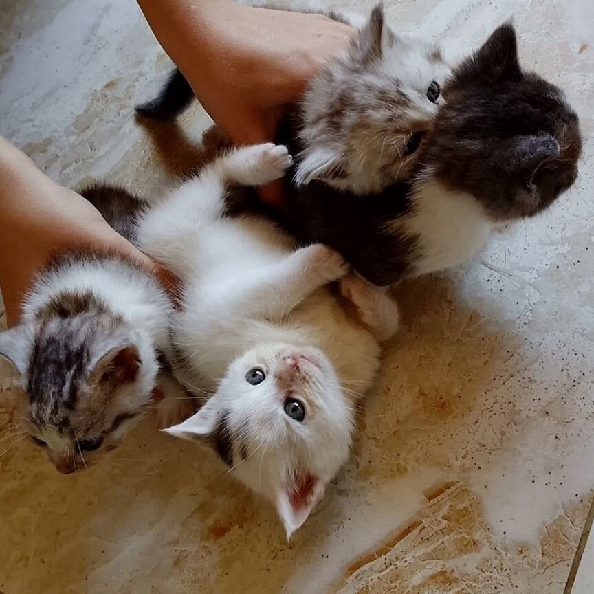 Котёнок в добрые руки