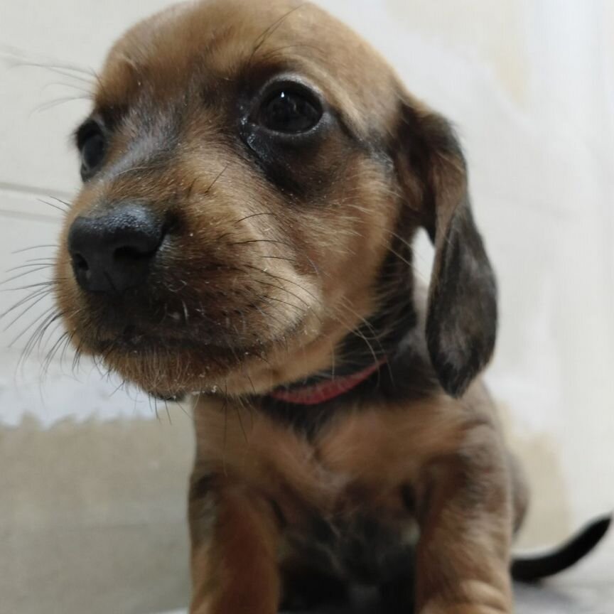 Такса, щенок