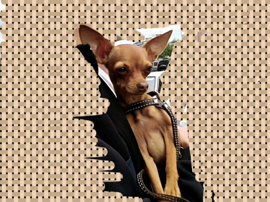 Приглашаем на вязку девочку Той-терьера