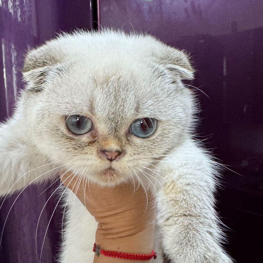 Шотландская вислоухая кошка