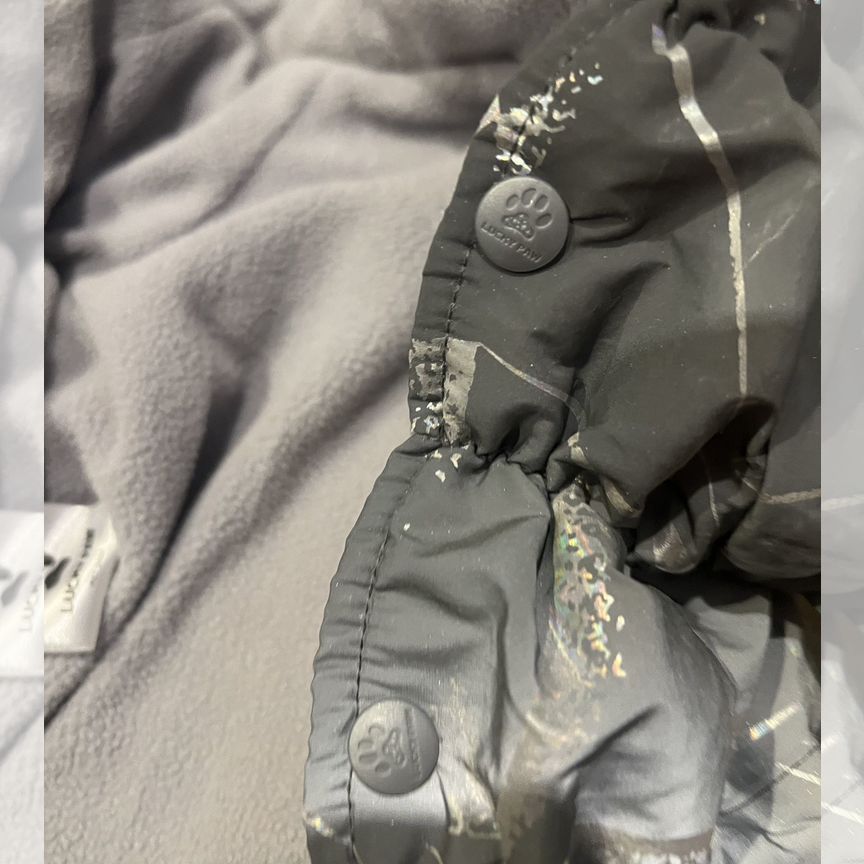 Йоркширский терьер, взрослая собака