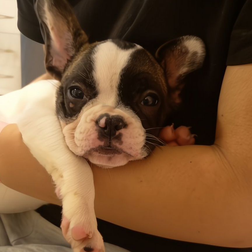 Французский бульдог, щенок