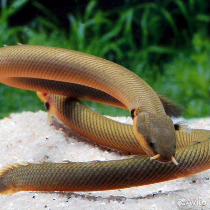 Каламоихт калабарский (Erpetoichthys calabaricus)