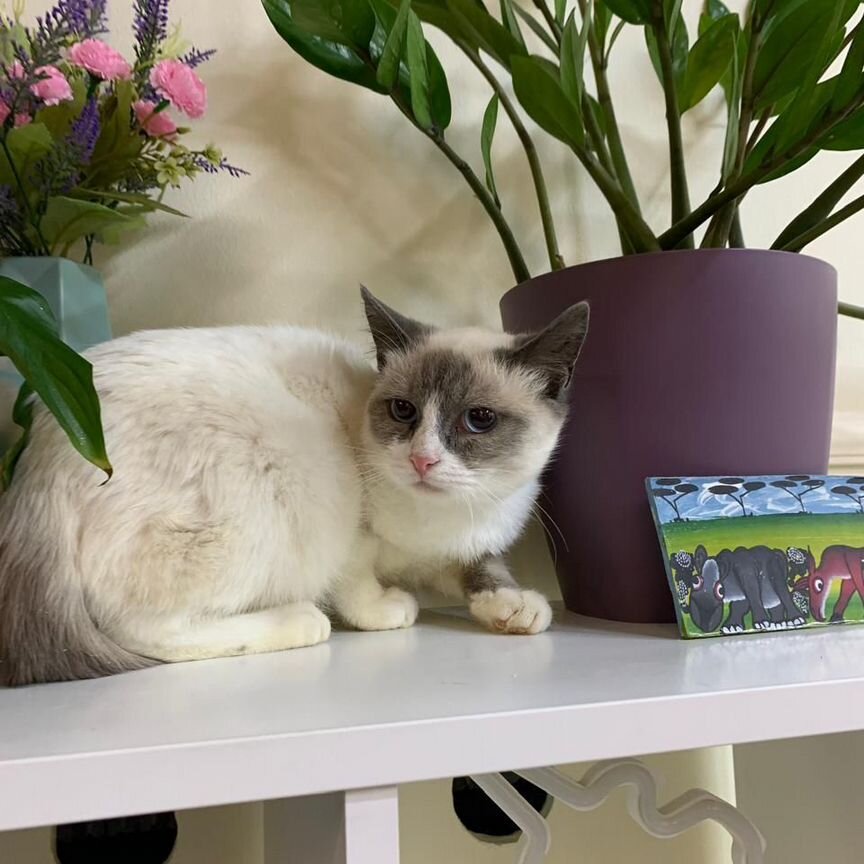 Котëнка тайского окраса, голубоглазый, с паспортом