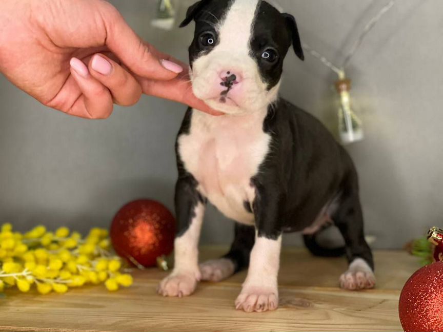 Стаффордширский терьер щенки