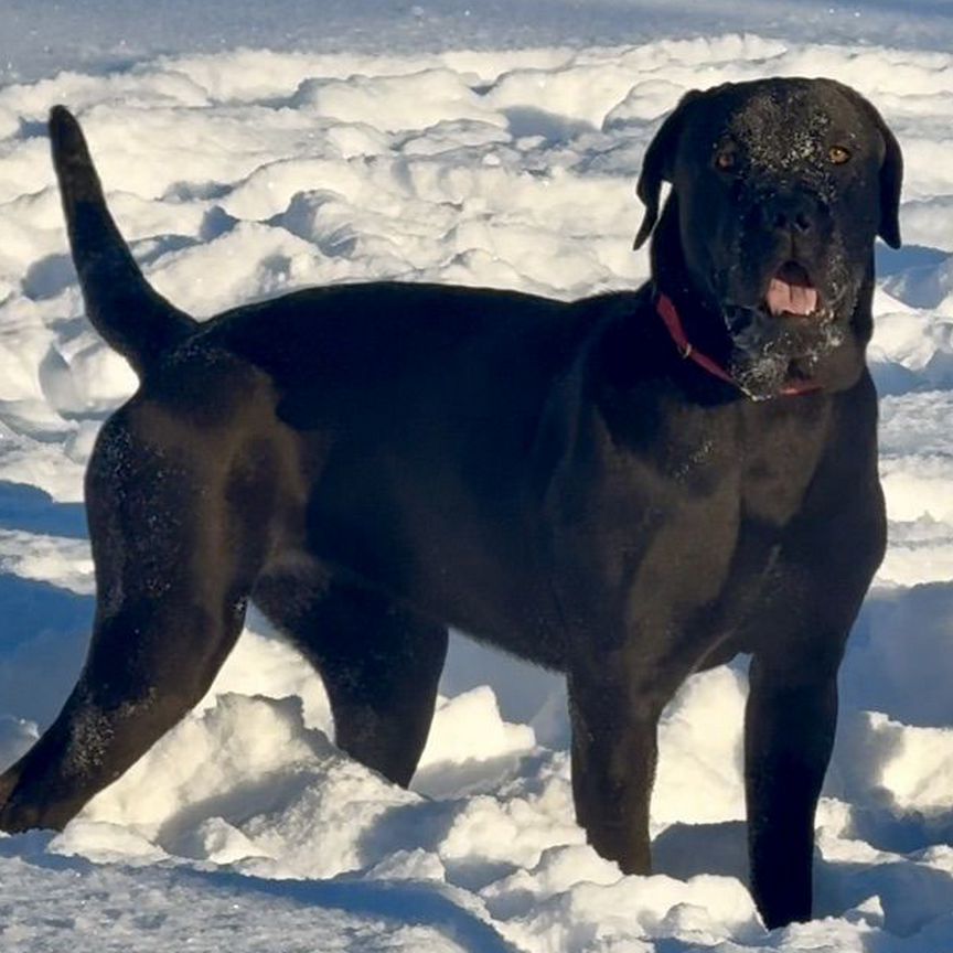 Кане-корсо, взрослая собака