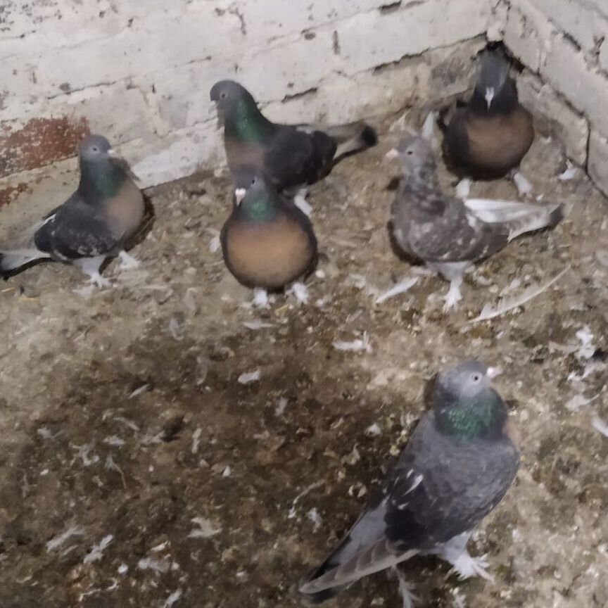 Голуби,порода-турецкая такла