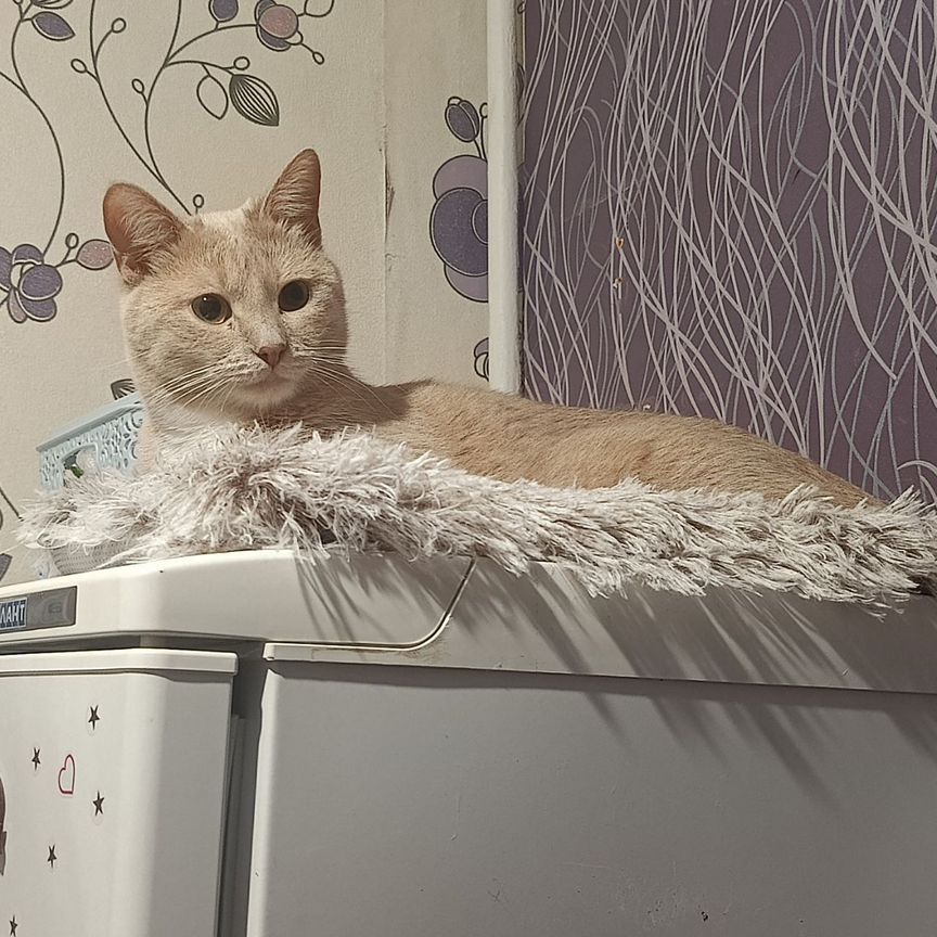 Шотландская прямоухая короткошёрстная кошка, взрослая