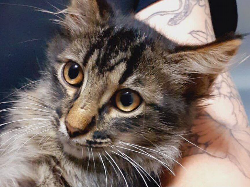 Добрый домовёнок молодой кот 4 мес