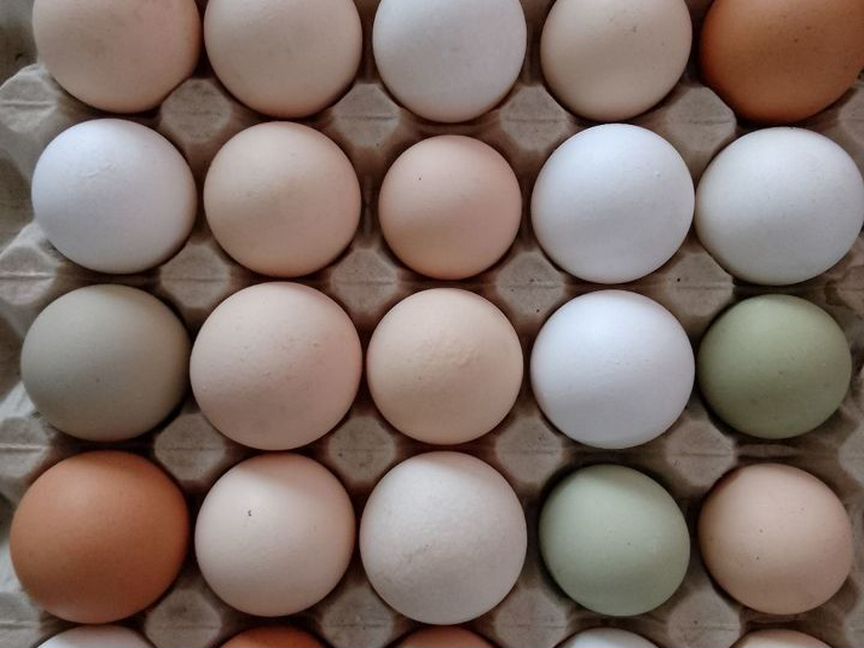 Цыплята несушки домашних кур, инкубационное яйцо