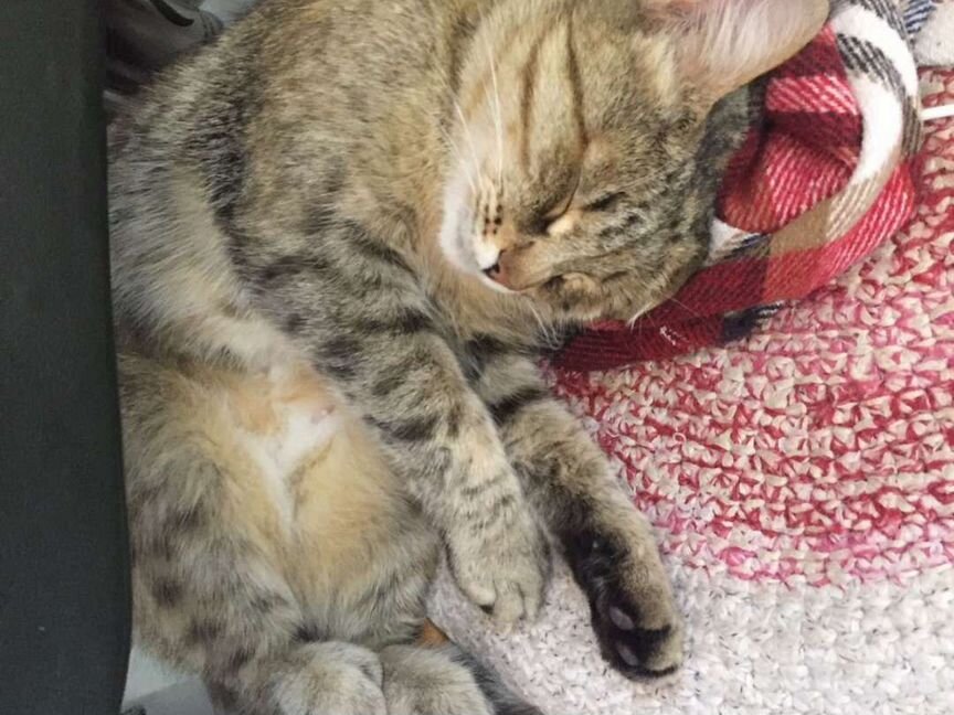 Кошка