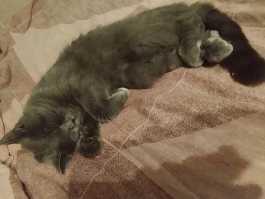 Британская кошка