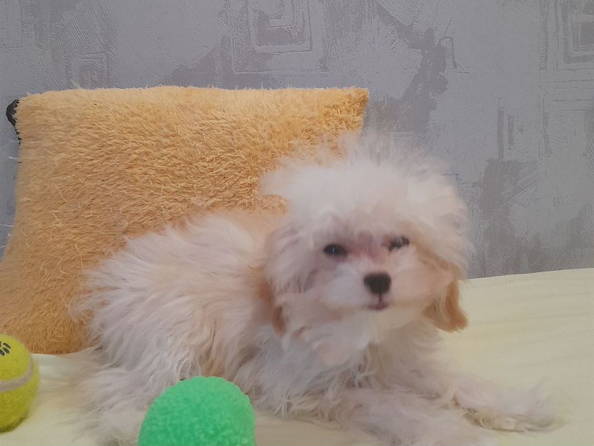 Девочка мини мальтипу