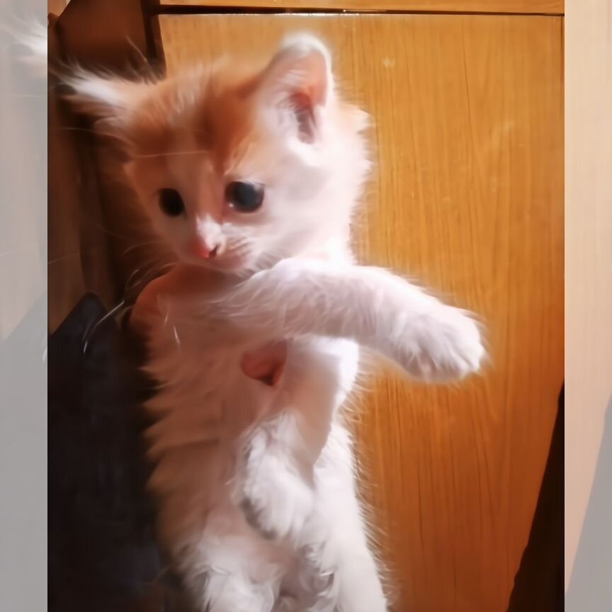 Отдам котят в добрые руки