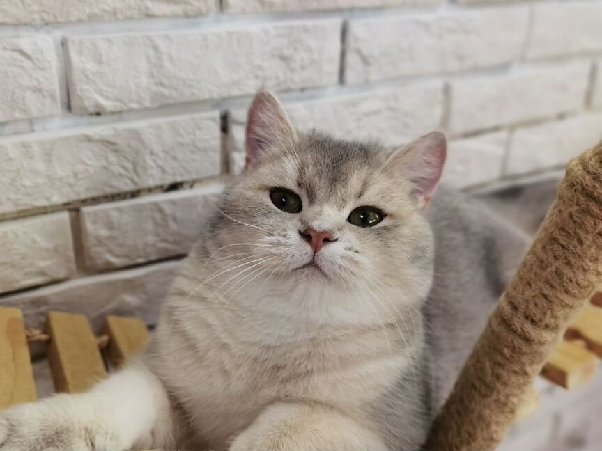 Голубое британское золото