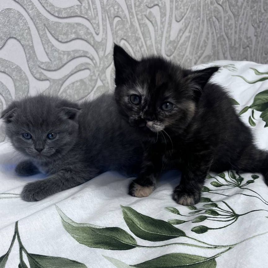 Шотландский вислоухий короткошёрстный котёнок