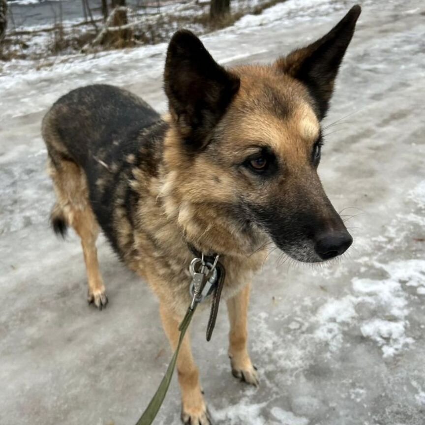 В глазах Бакса меркнет надежда
