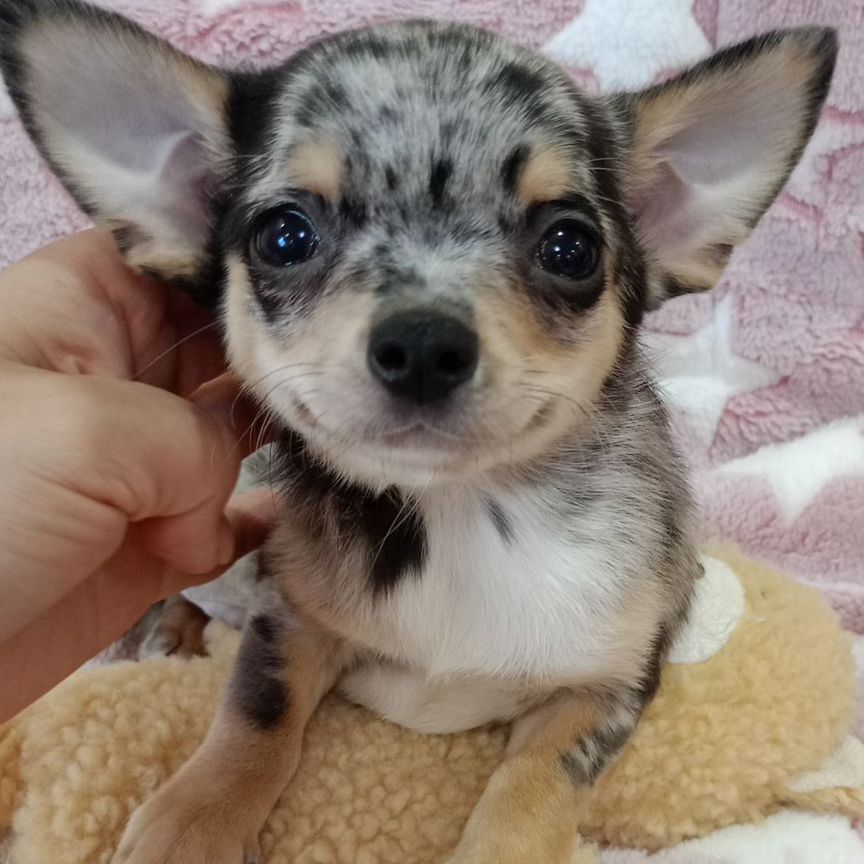 Чихуахуа, щенок