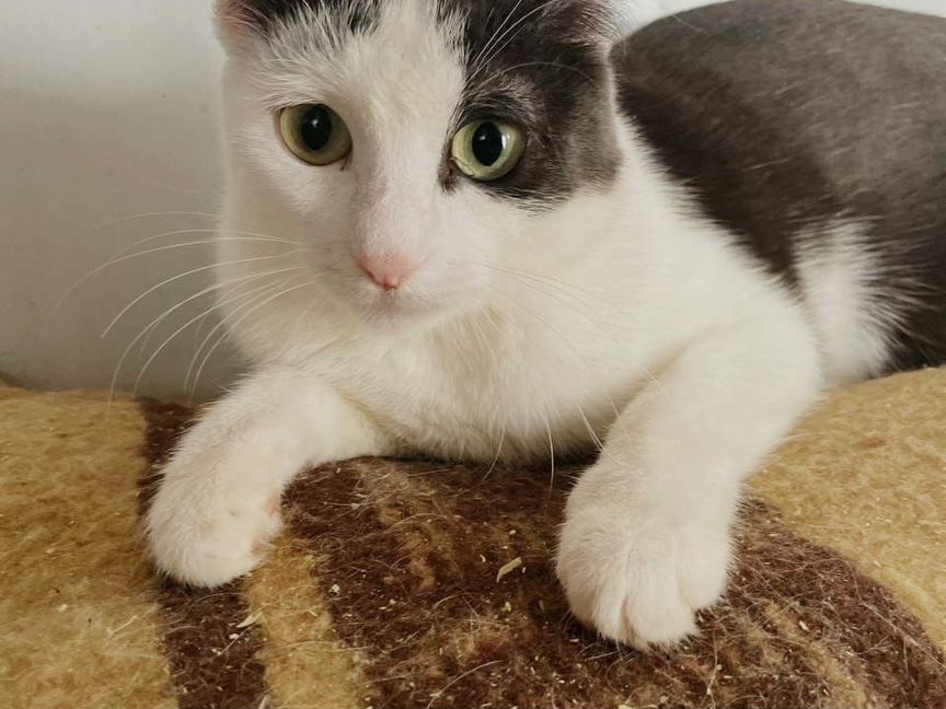 Нежная и скромная Фисташка ищет дом