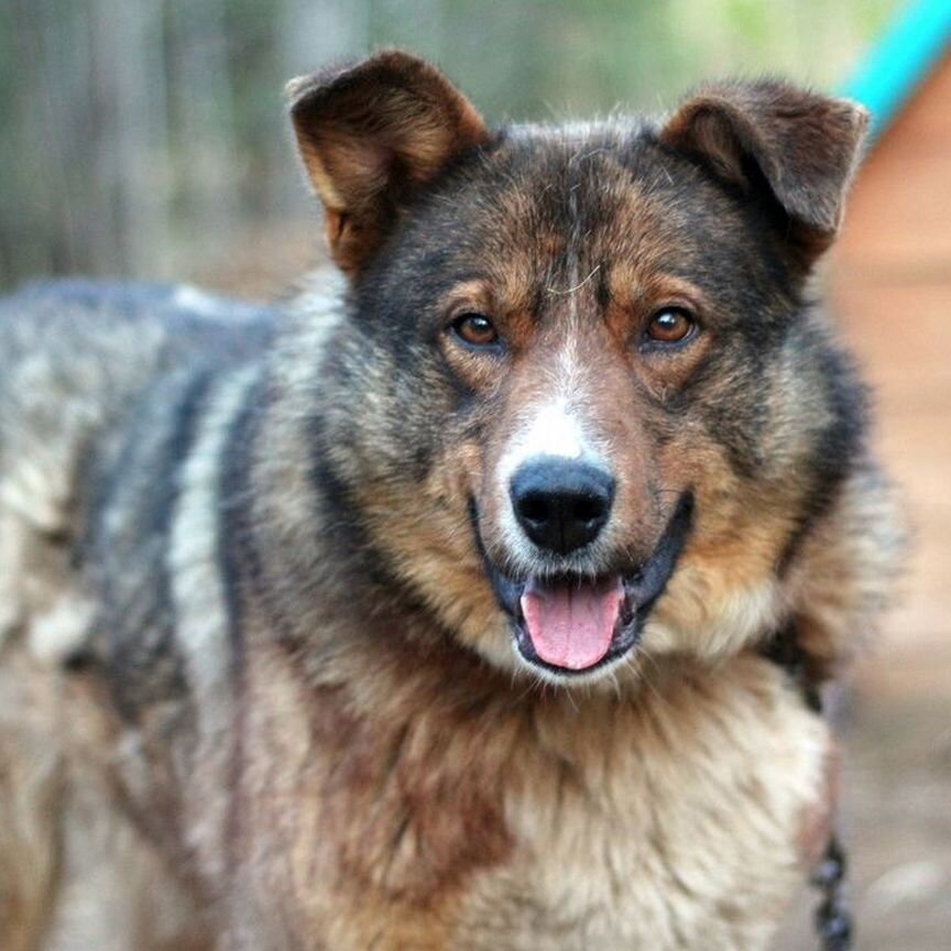 Кобель на охрану, но только пугать своим видом.)