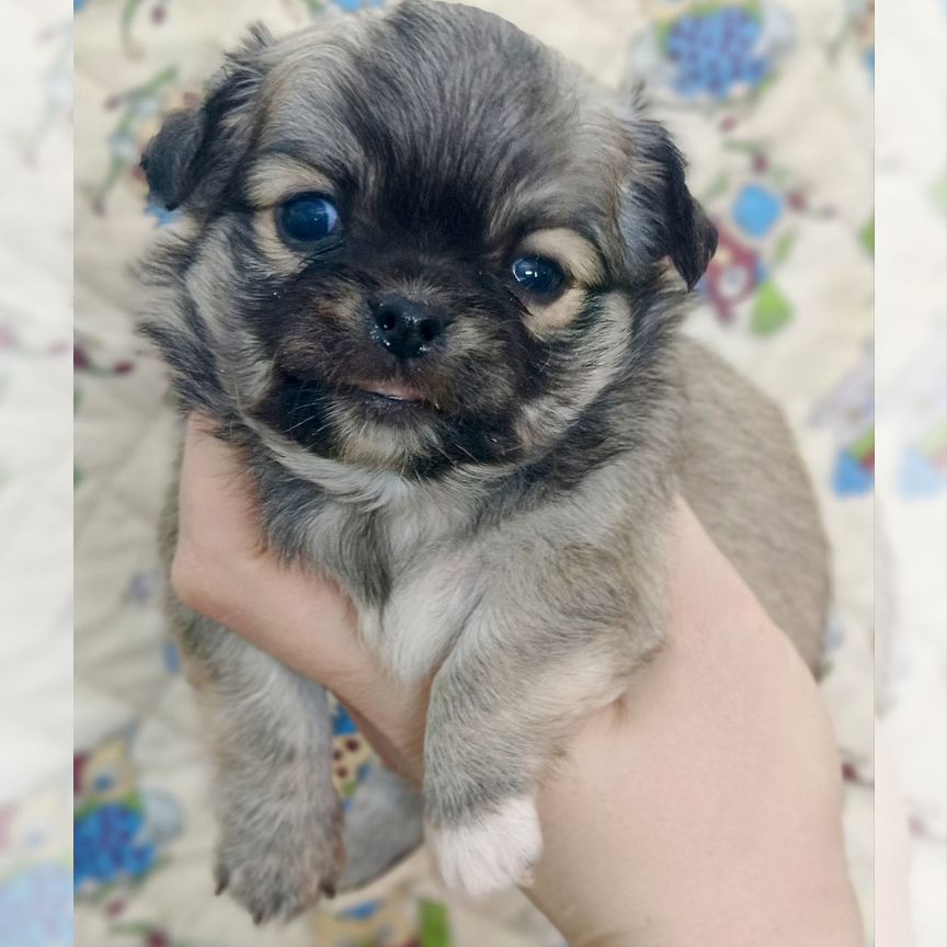 Чихуахуа, щенок