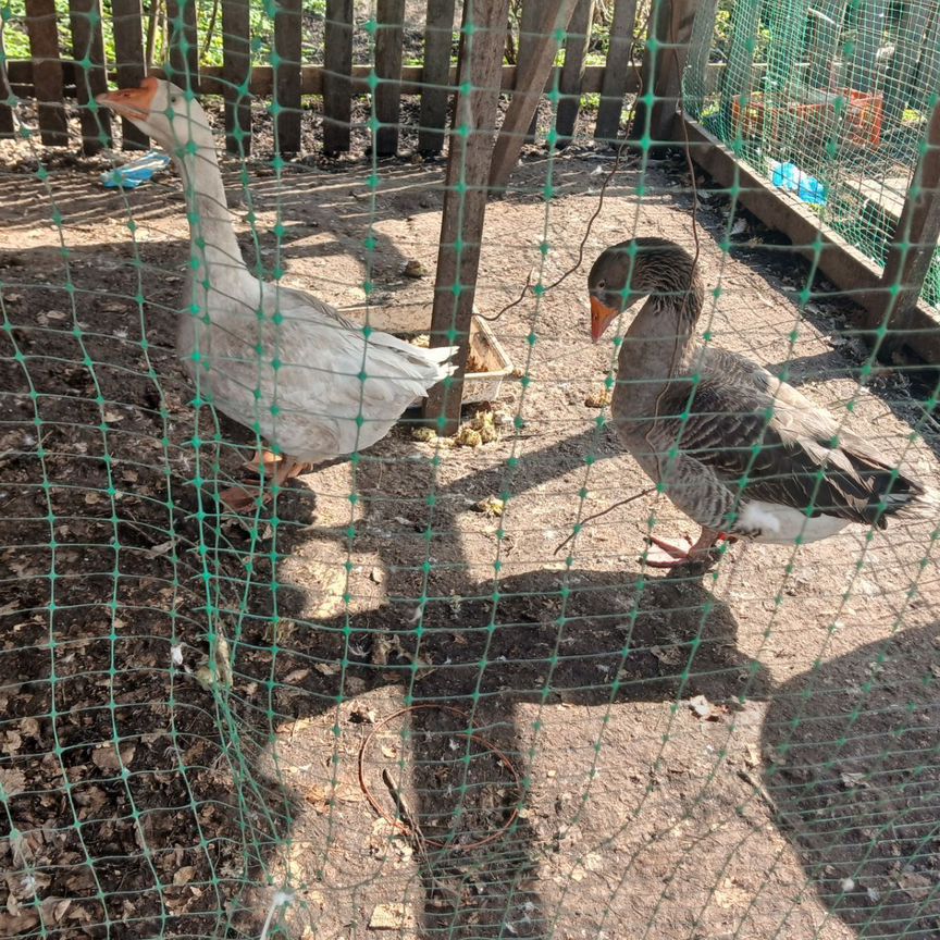 Продам пару гусей