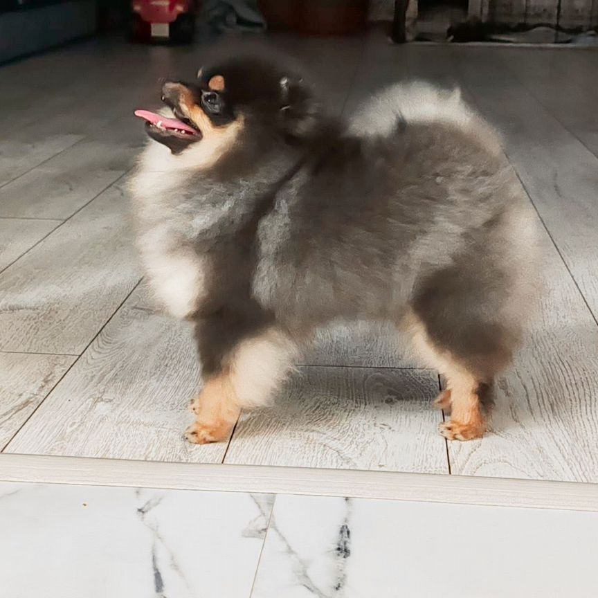 Померанский шпиц