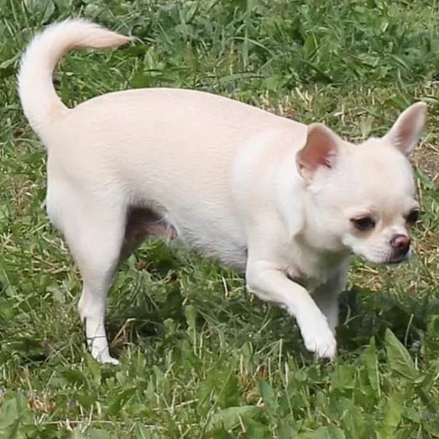 Чихуахуа сука 5 лет. Для разведения не годится