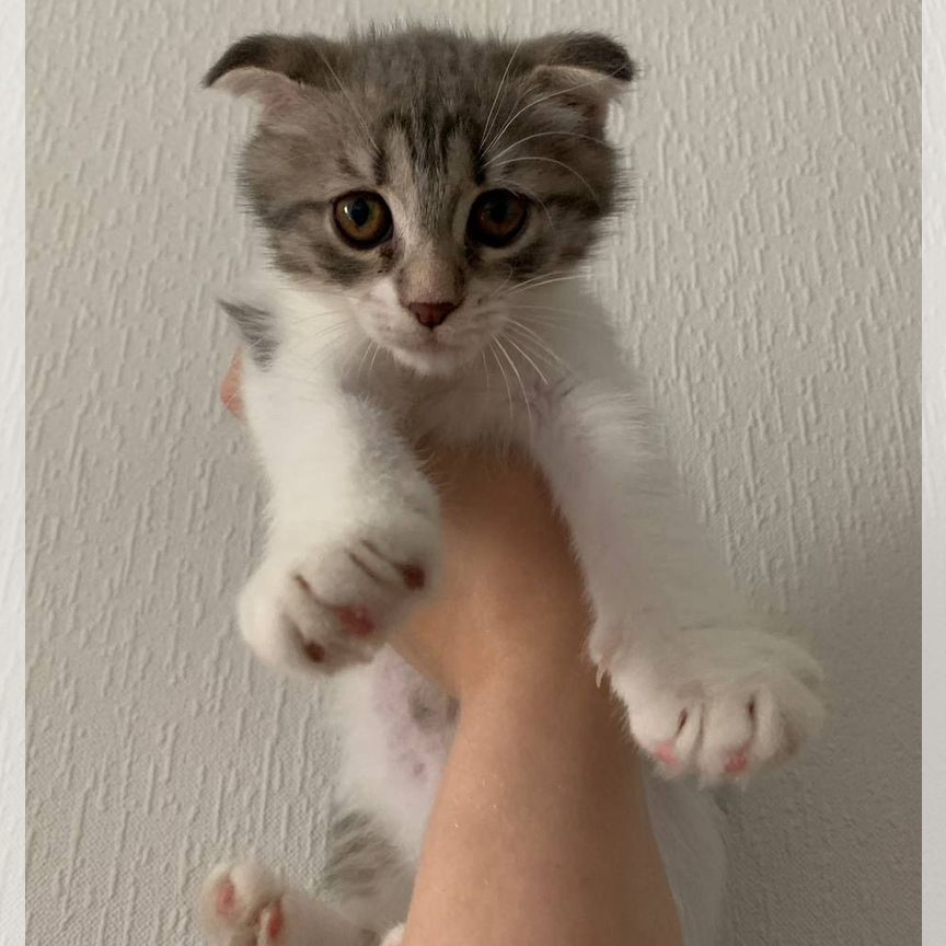 Шотландская вислоухая