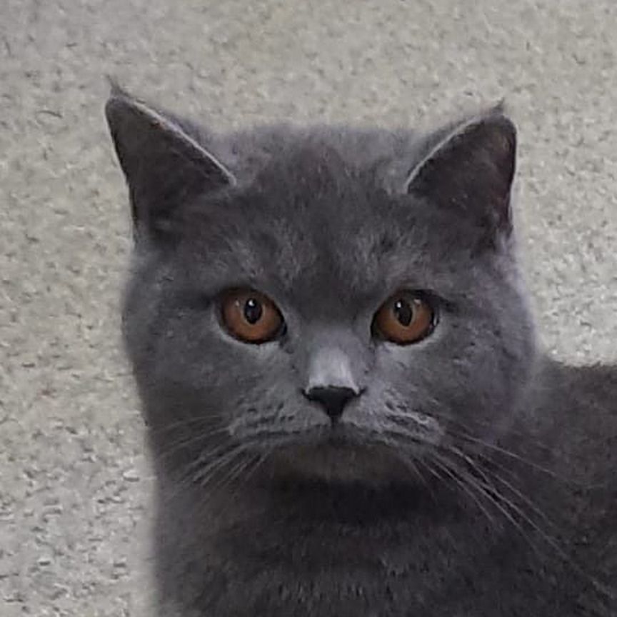 Кошка британка бесплатно