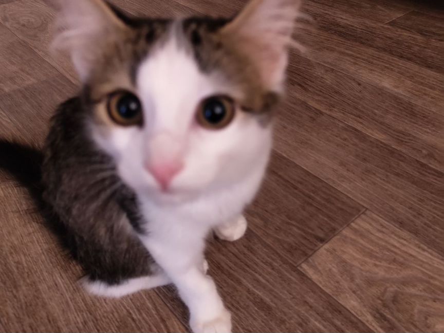 Котенок мальчик 4 месяца