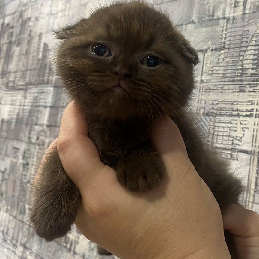 Шотландская