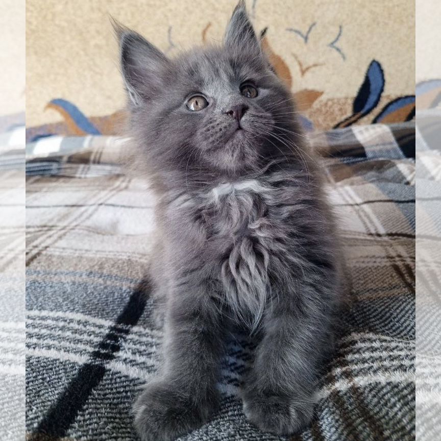Мейн-кун котёнок