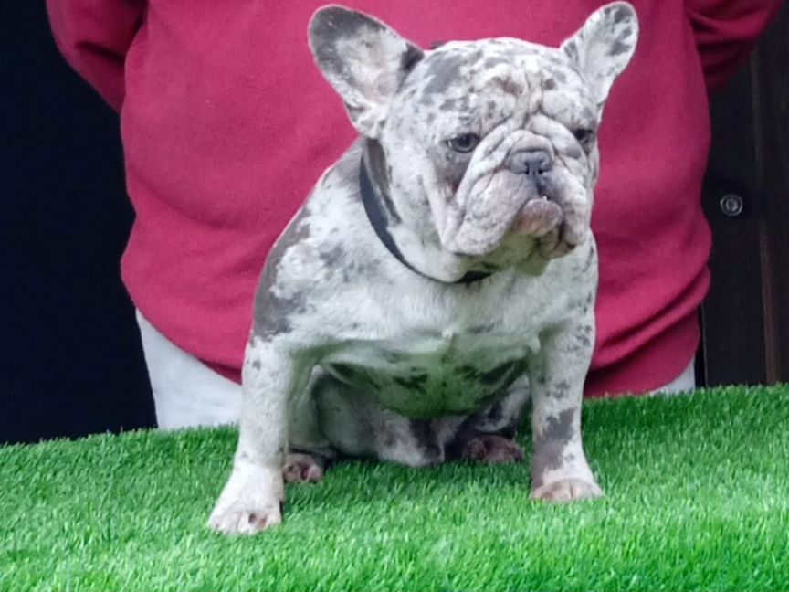 Французий мальчик