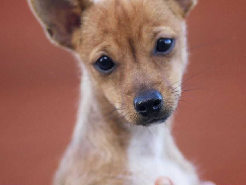 Португальский паденгу