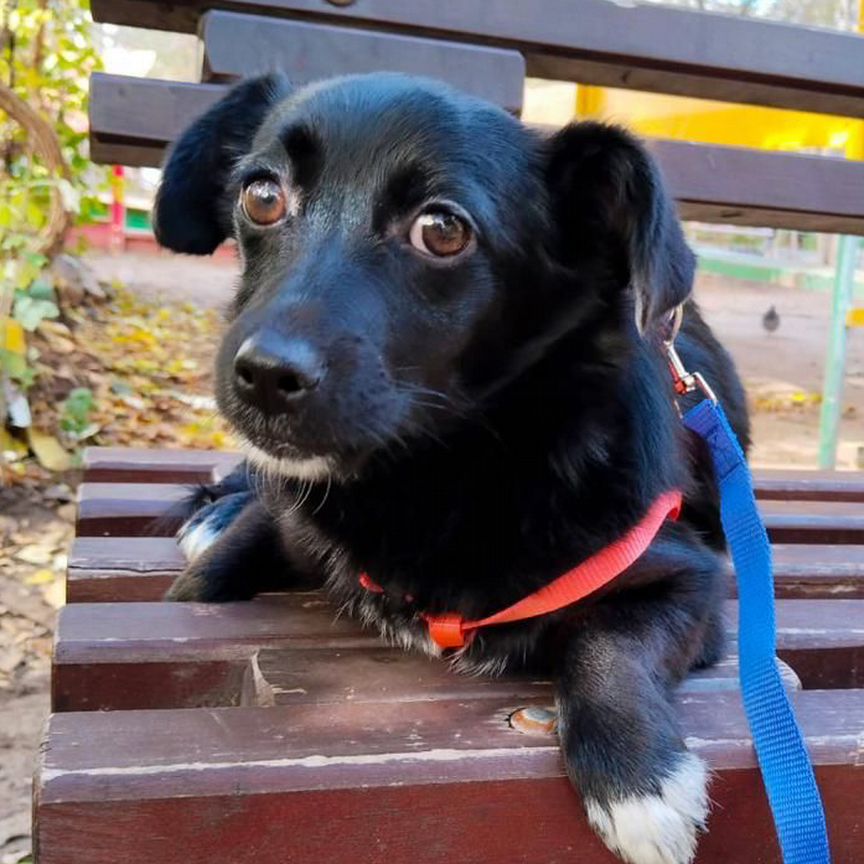 Щенок в добрые руки