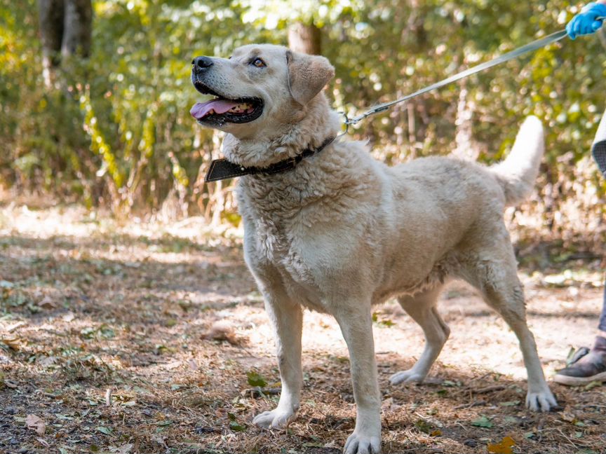 В добрые руки серьёзная собака Линда