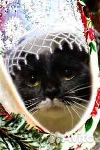 Очень ласковая кошечка с белой грудкой и лапками